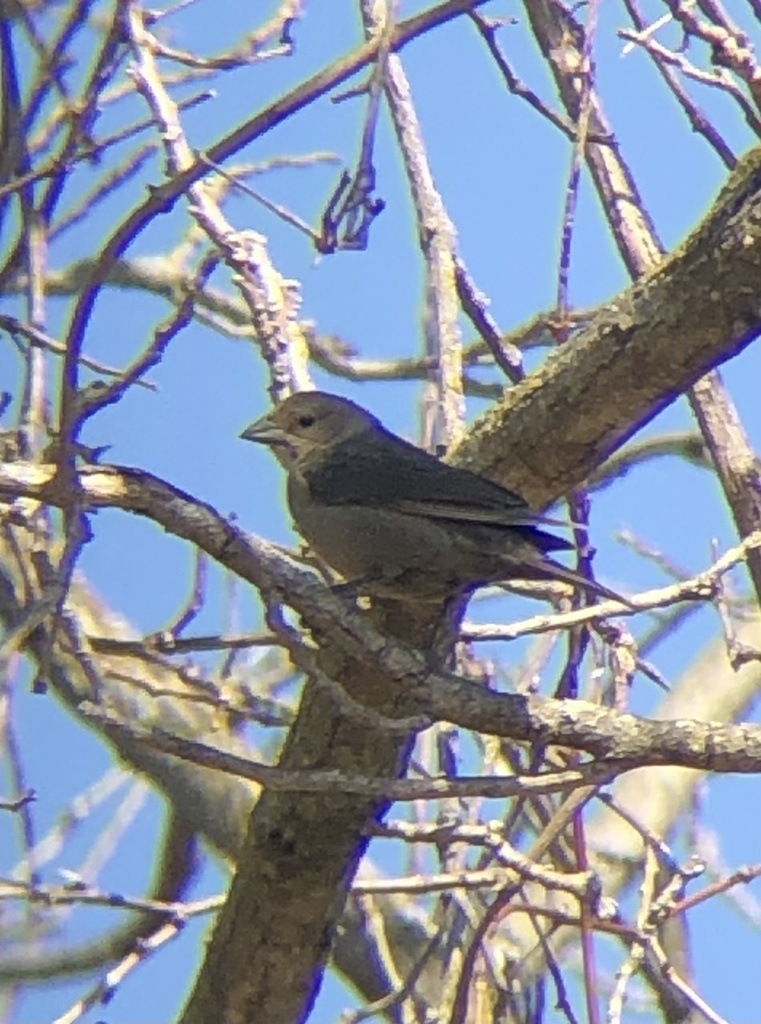 Brown-headed Cowbird from Fort Atkinson, IA, US on April 12, 2023 at 10 ...