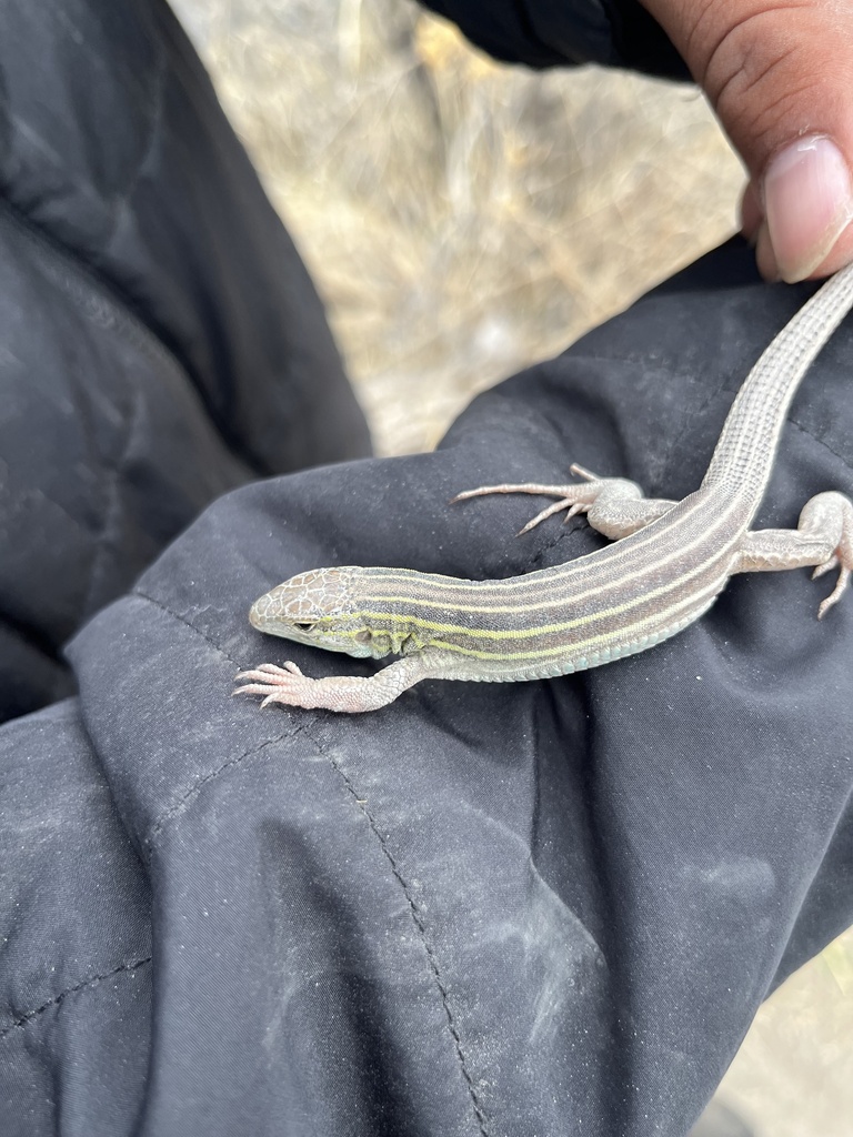 Prairie Racerunner from Chatfield State Park, Littleton, CO, US on ...
