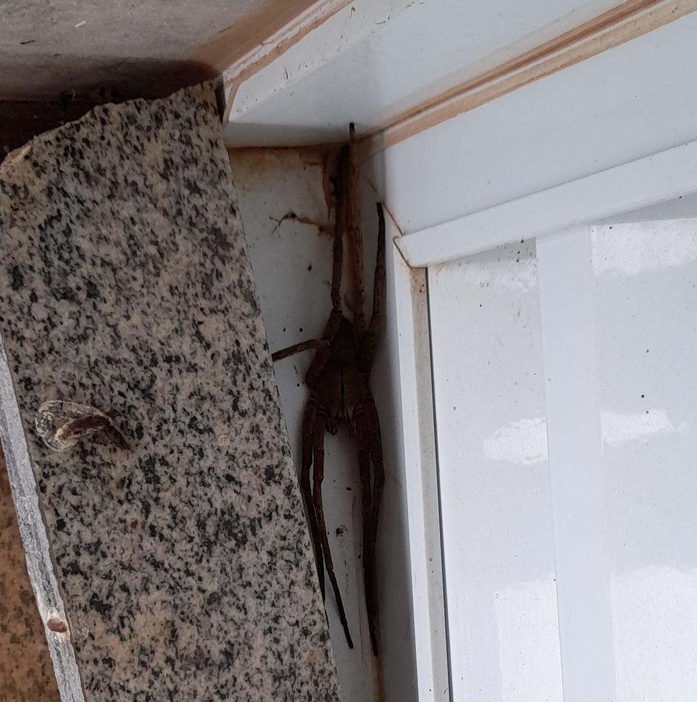 Armed Spiders from Rio Paranaíba, MG, 38810-000, Brasil on April 14 ...