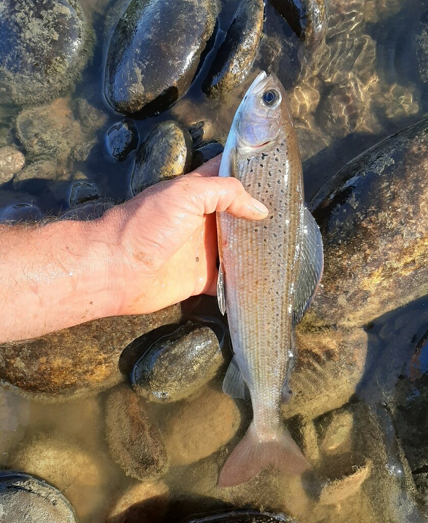 Arctic Grayling from Big Lakes County, AB, Canada on July 17, 2021 at 10:31 AM by npgould ...