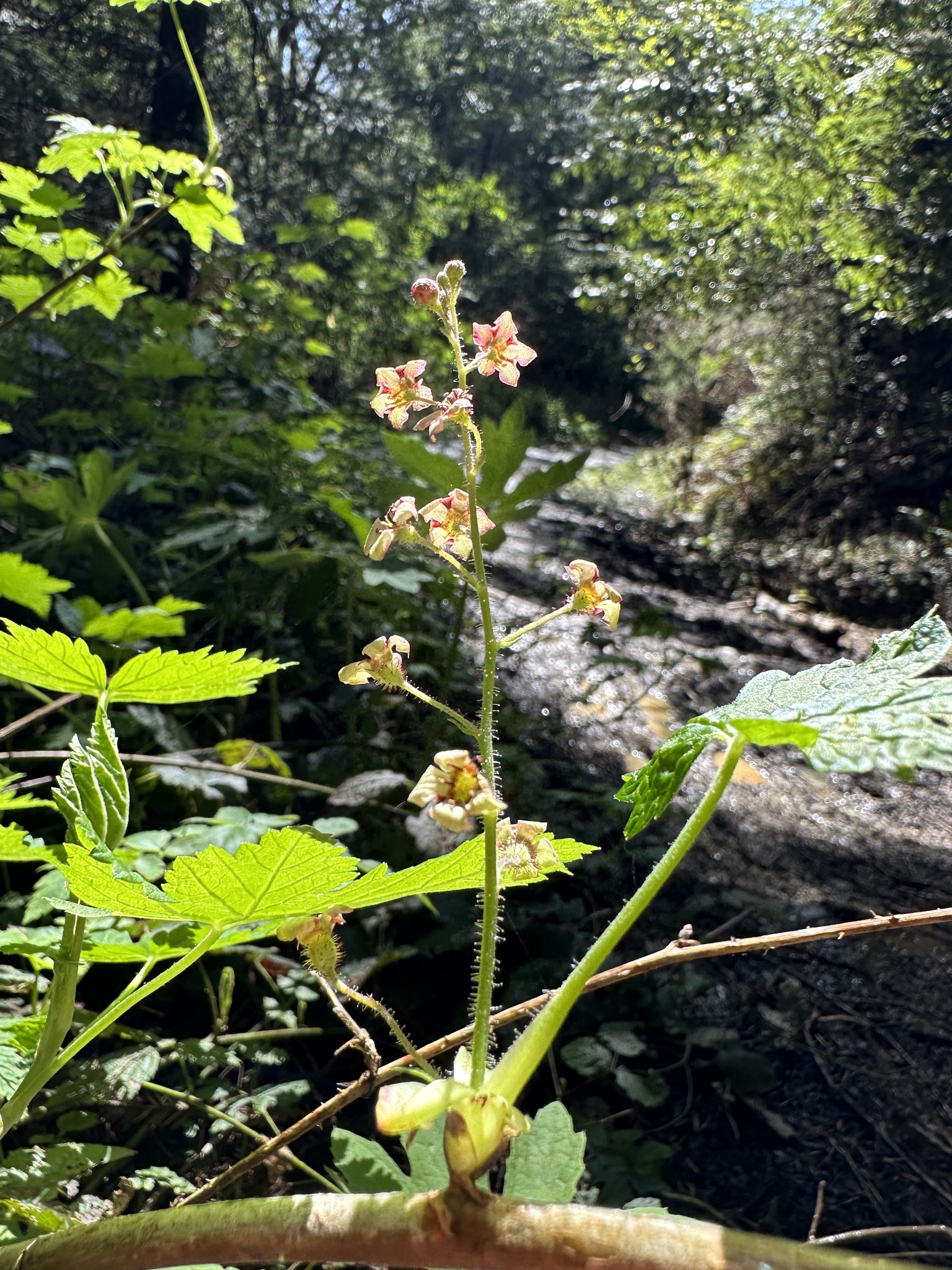 Ribes laxiflorum Pursh