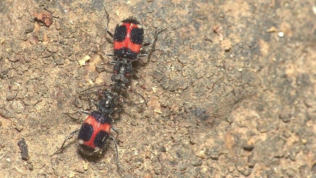 Intybia from Sasunavghar, Maharashtra, India on April 08, 2023 at 10:19 ...