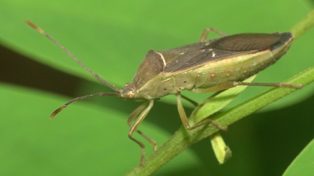 Homoeocerus from Sasunavghar, Maharashtra, India on April 8, 2023 at 09 ...