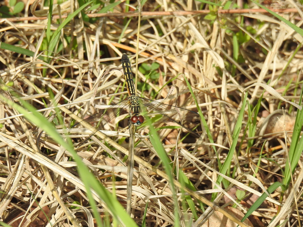 Blue Dasher from Flower Mound, TX, USA on April 14, 2023 at 10:36 AM by ...
