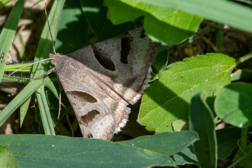 Forage Looper Moth from Lewisville, TX, USA on April 13, 2023 at 02:51 ...