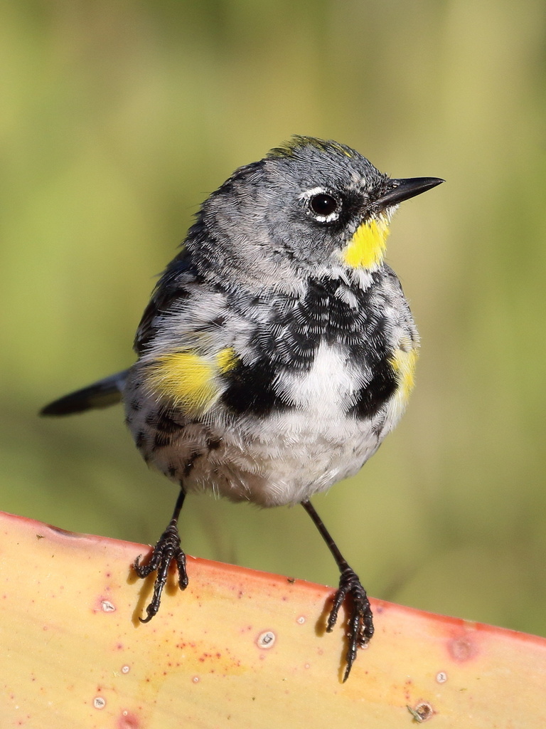 Yellow-rumped Warbler from Griffith Park, Los Angeles, CA, US on April ...