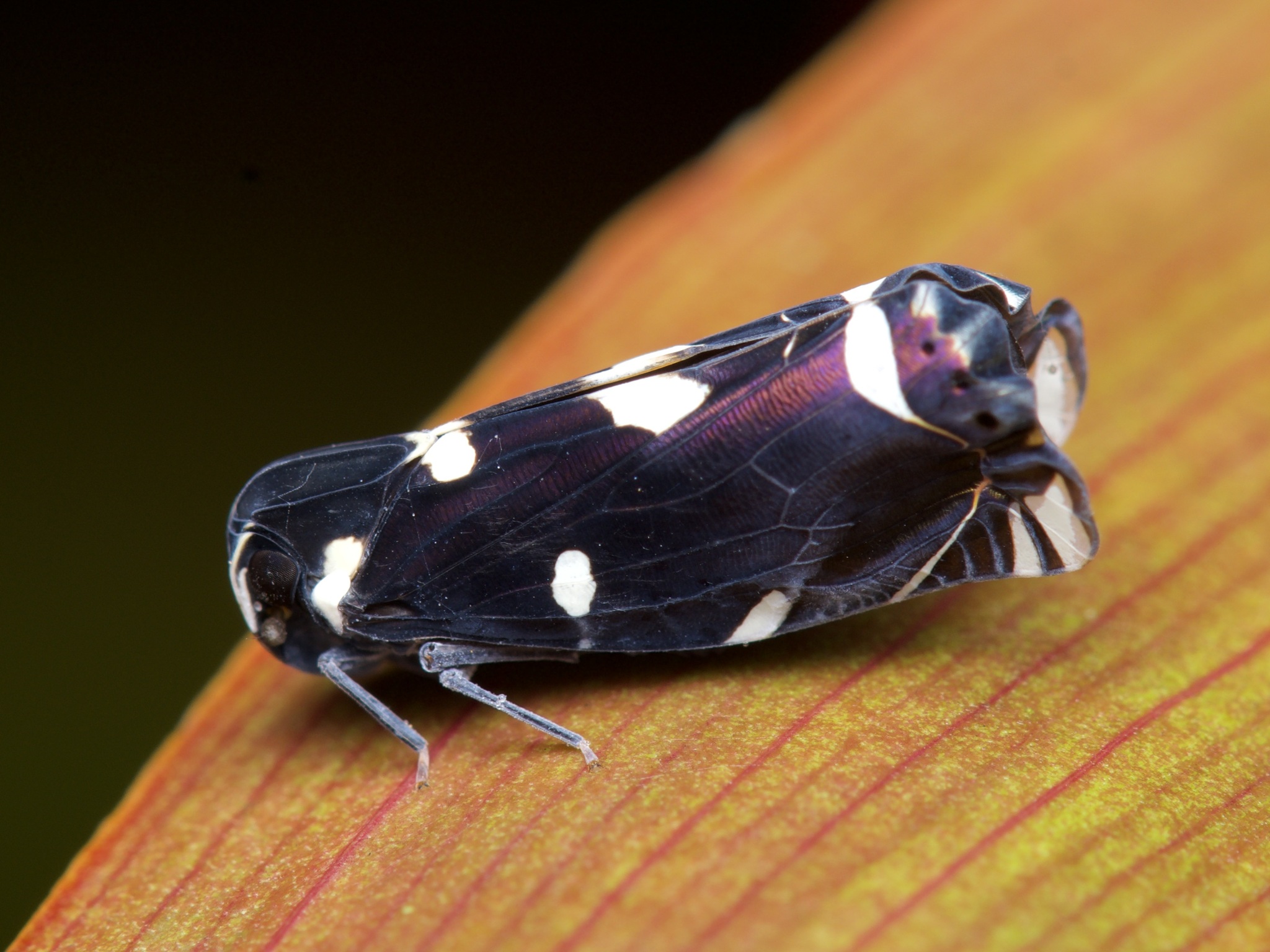 Achilidae