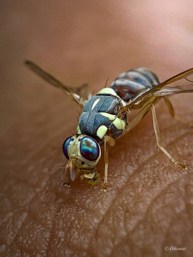 Dacus persicus from Vivekanandapuram CDM Road, Secunderabad, TG, IN on ...