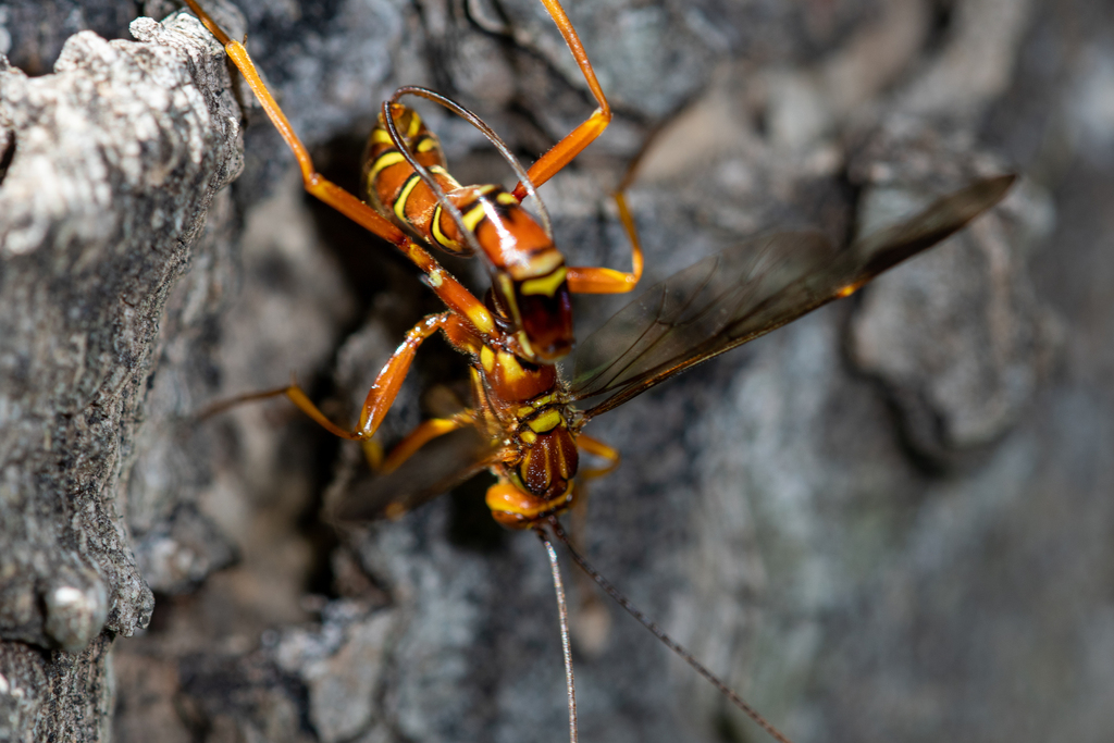 Long-tailed Giant Ichneumonid Wasp from Lewisville, TX, USA on April 13 ...