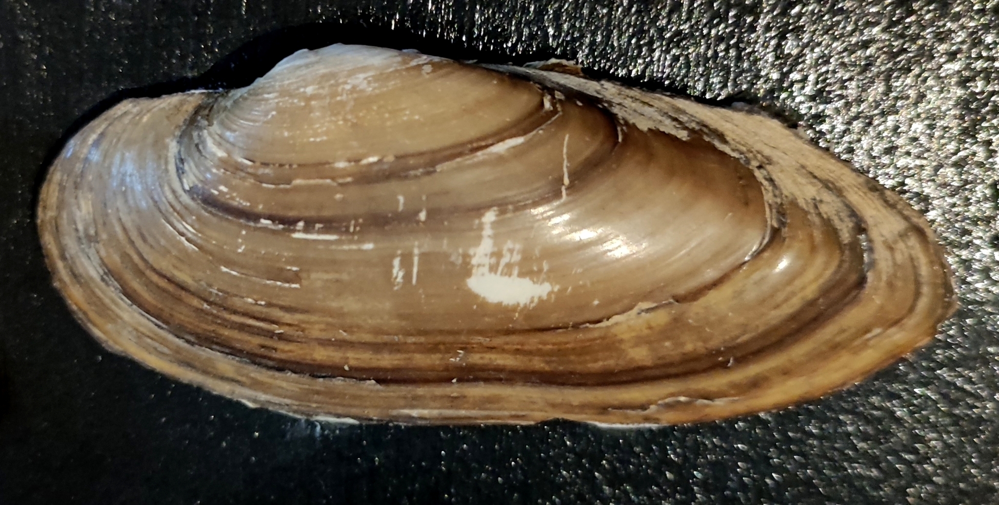 Unio mancus Lamarck, 1819