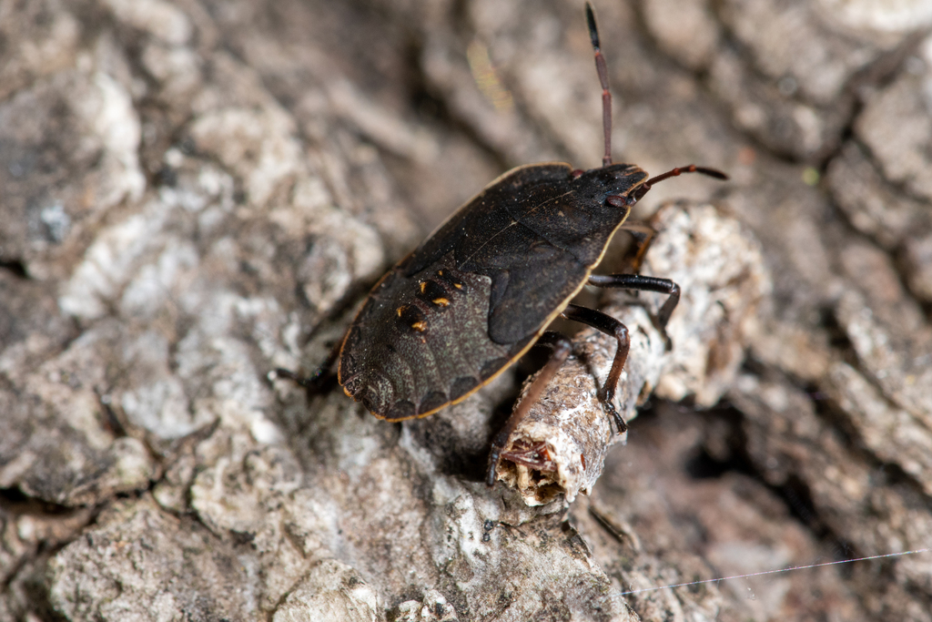 Elf Shoe Stink Bug from Lewisville, TX, USA on April 13, 2023 at 03:35 ...
