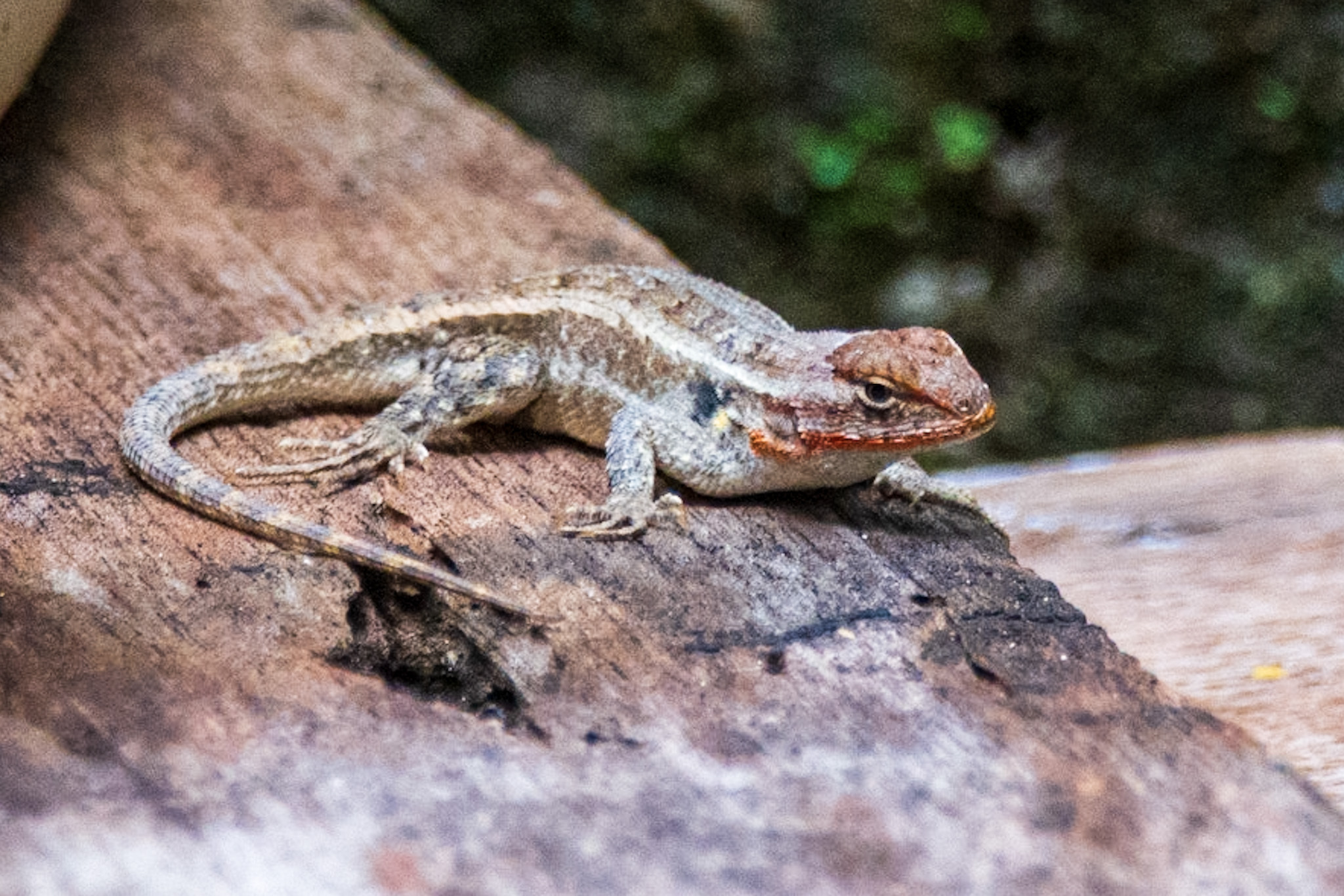 Sceloporus teapensis Günther, 1890