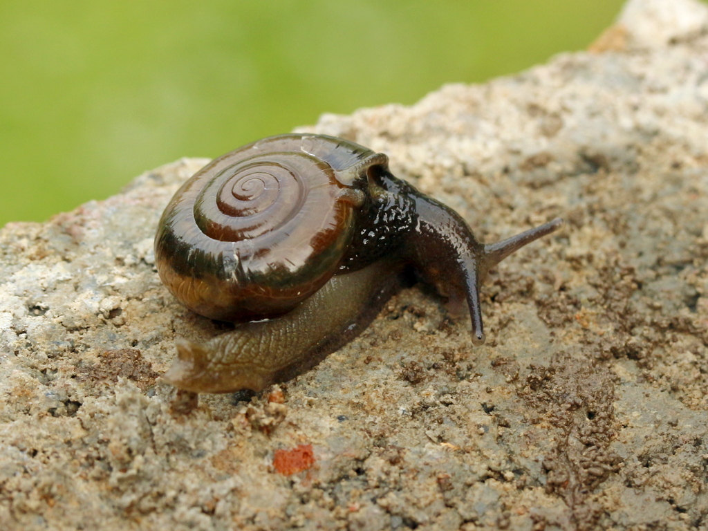 Macrochlamys hippocastaneum Godwin-Austen, 1918