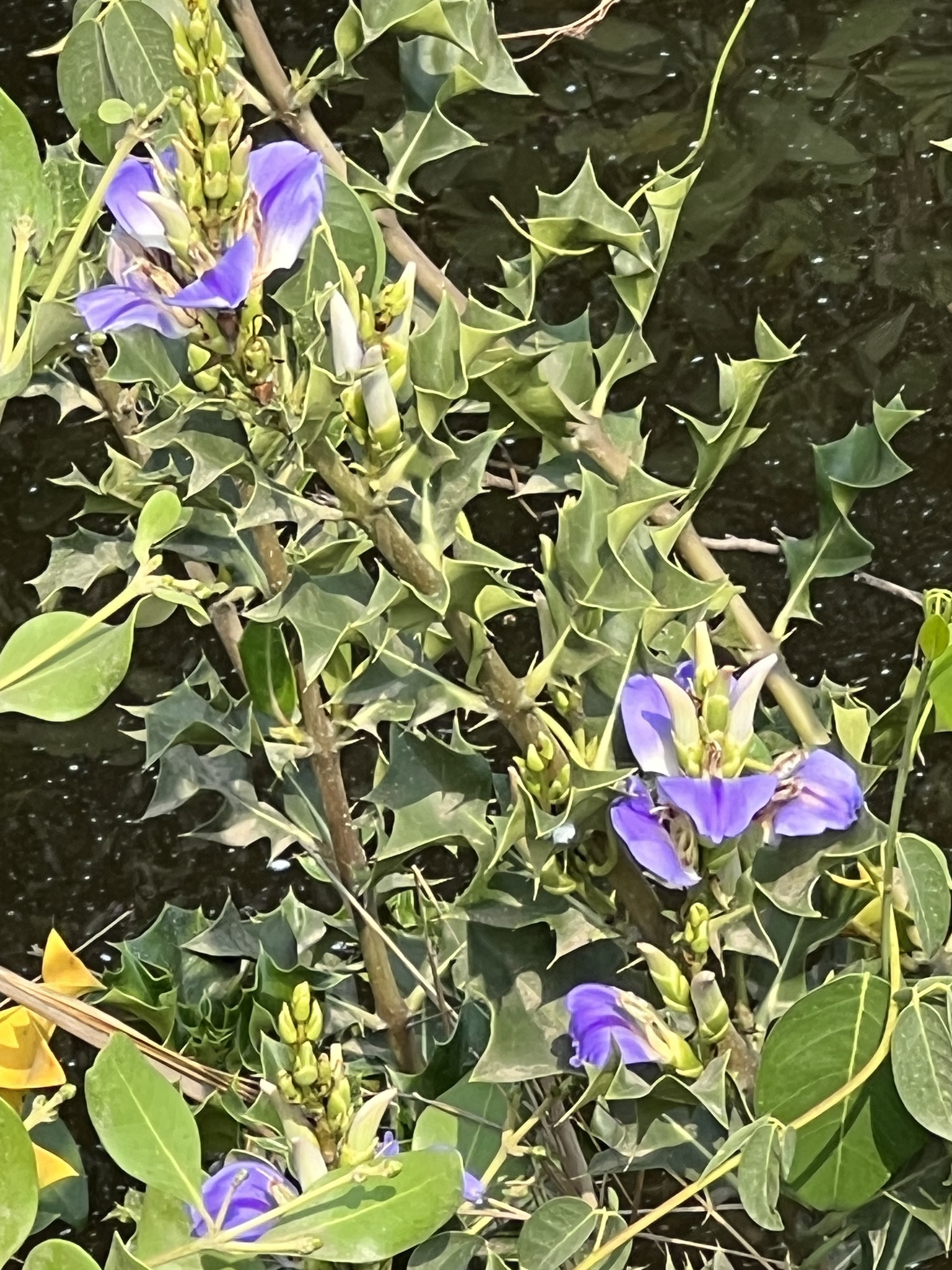 Acanthus ilicifolius L.