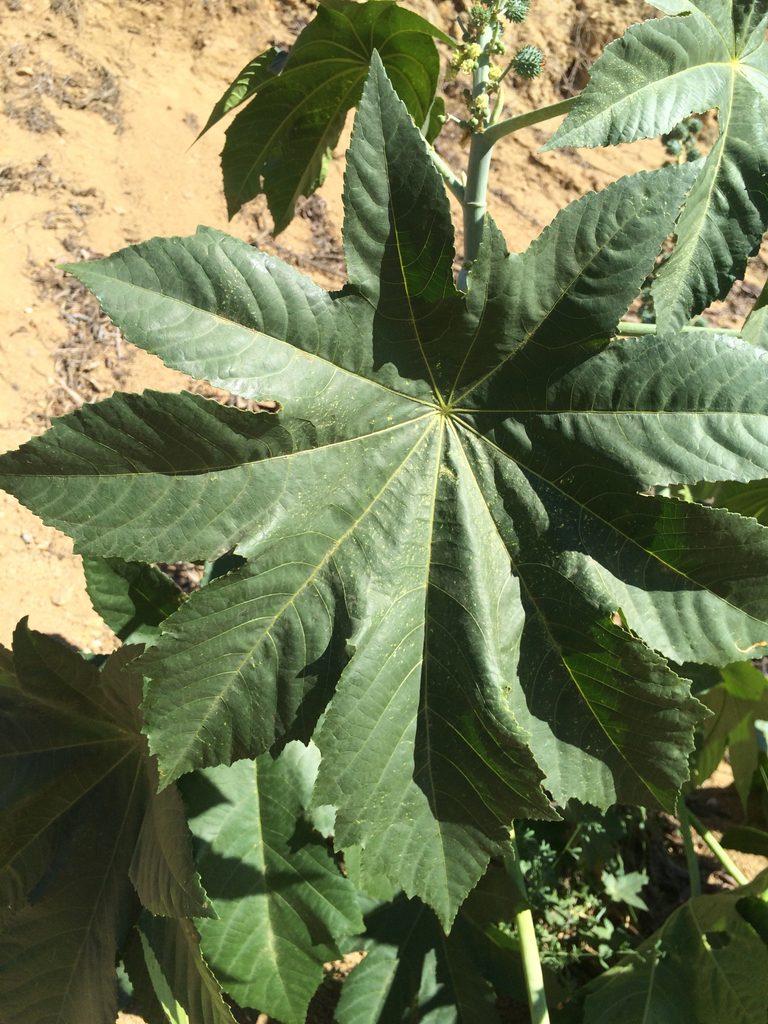 Ricinus communis (Tech the Wild (Malta)) · iNaturalist