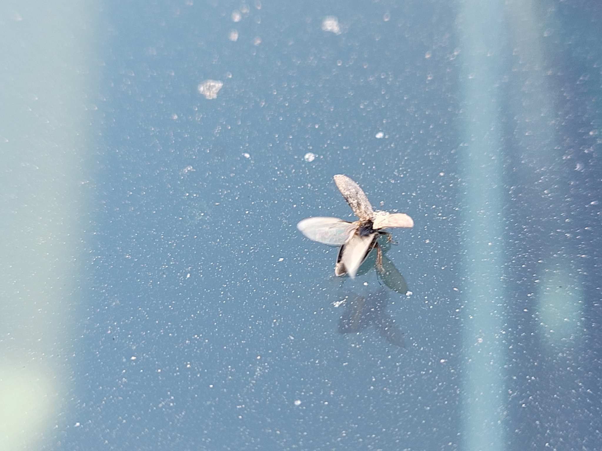 Helophoridae