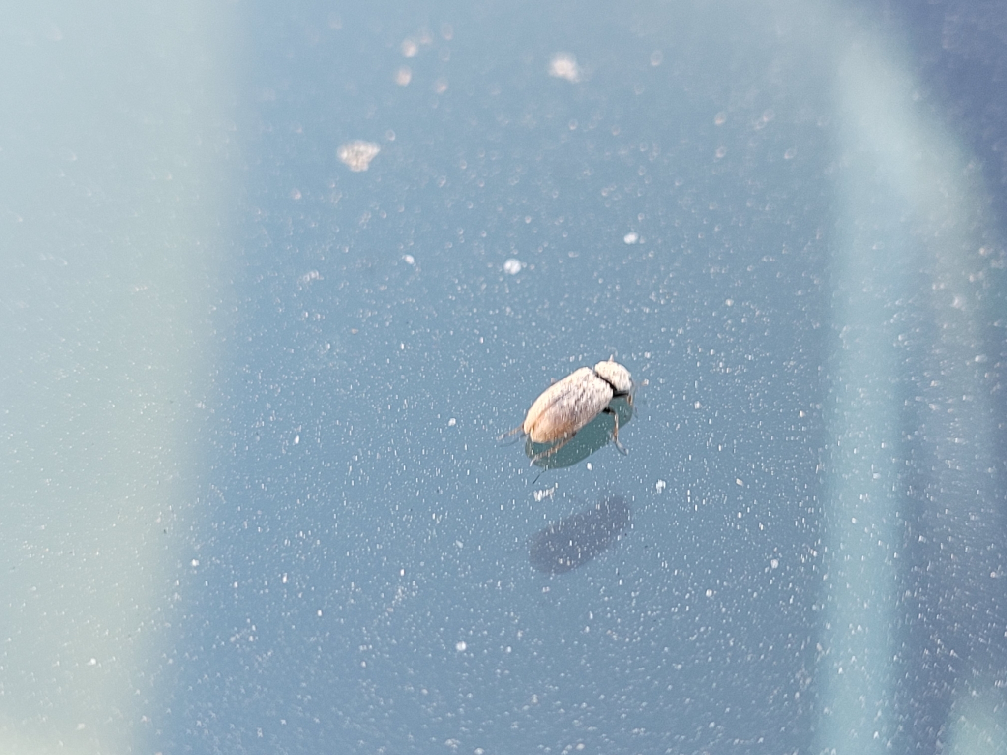 Helophoridae