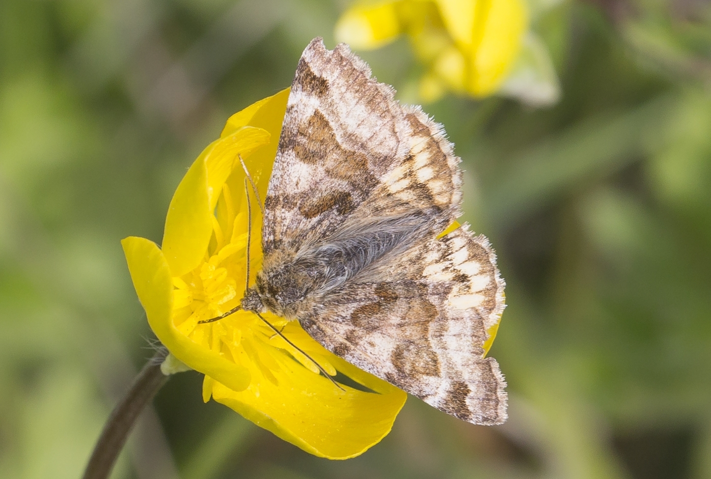 Euclidia glyphica Linnaeus, 1758