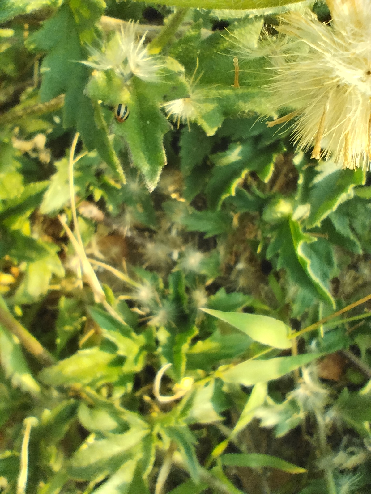 Brumoides E.A.Chapin, 1965