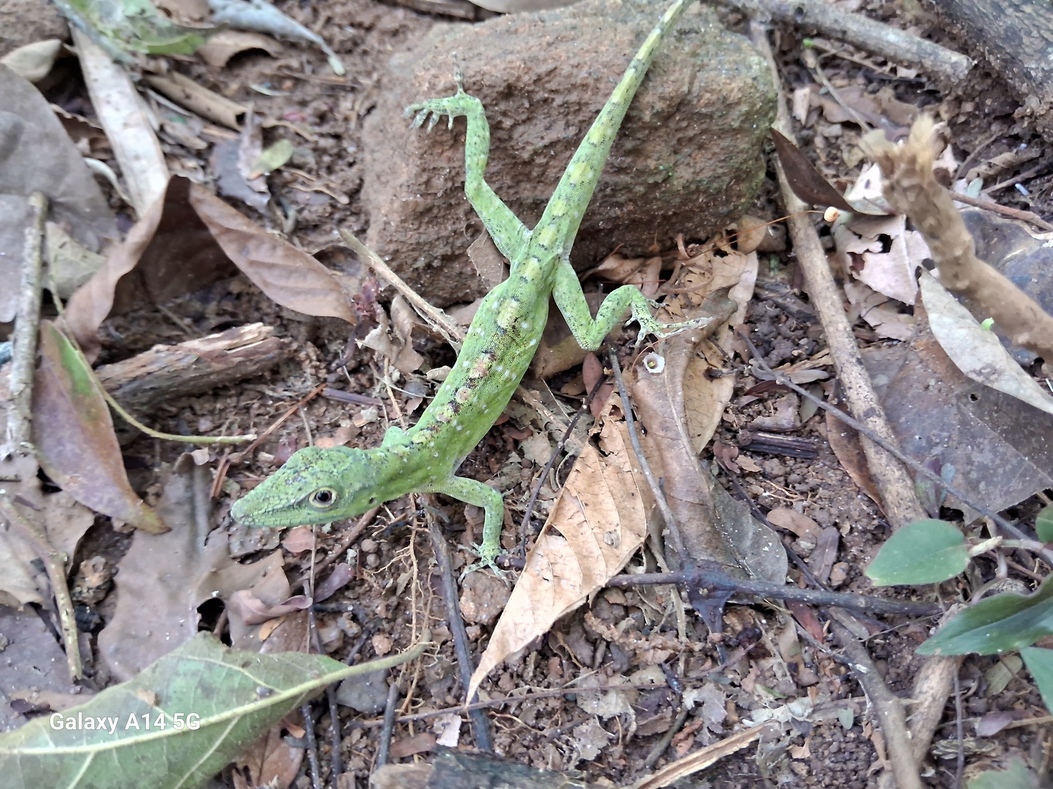 Anolis punctatus Daudin, 1802