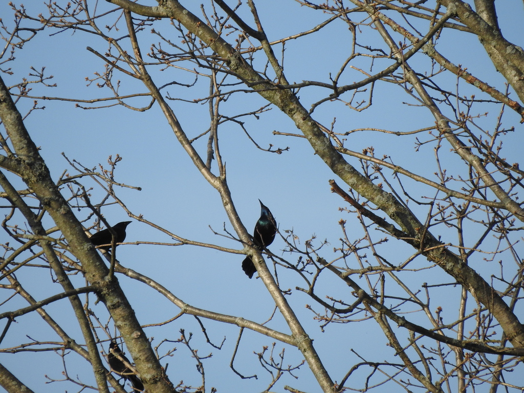Common Grackle from Summit, Ohio, United States on 14 April, 2023 at 08 ...