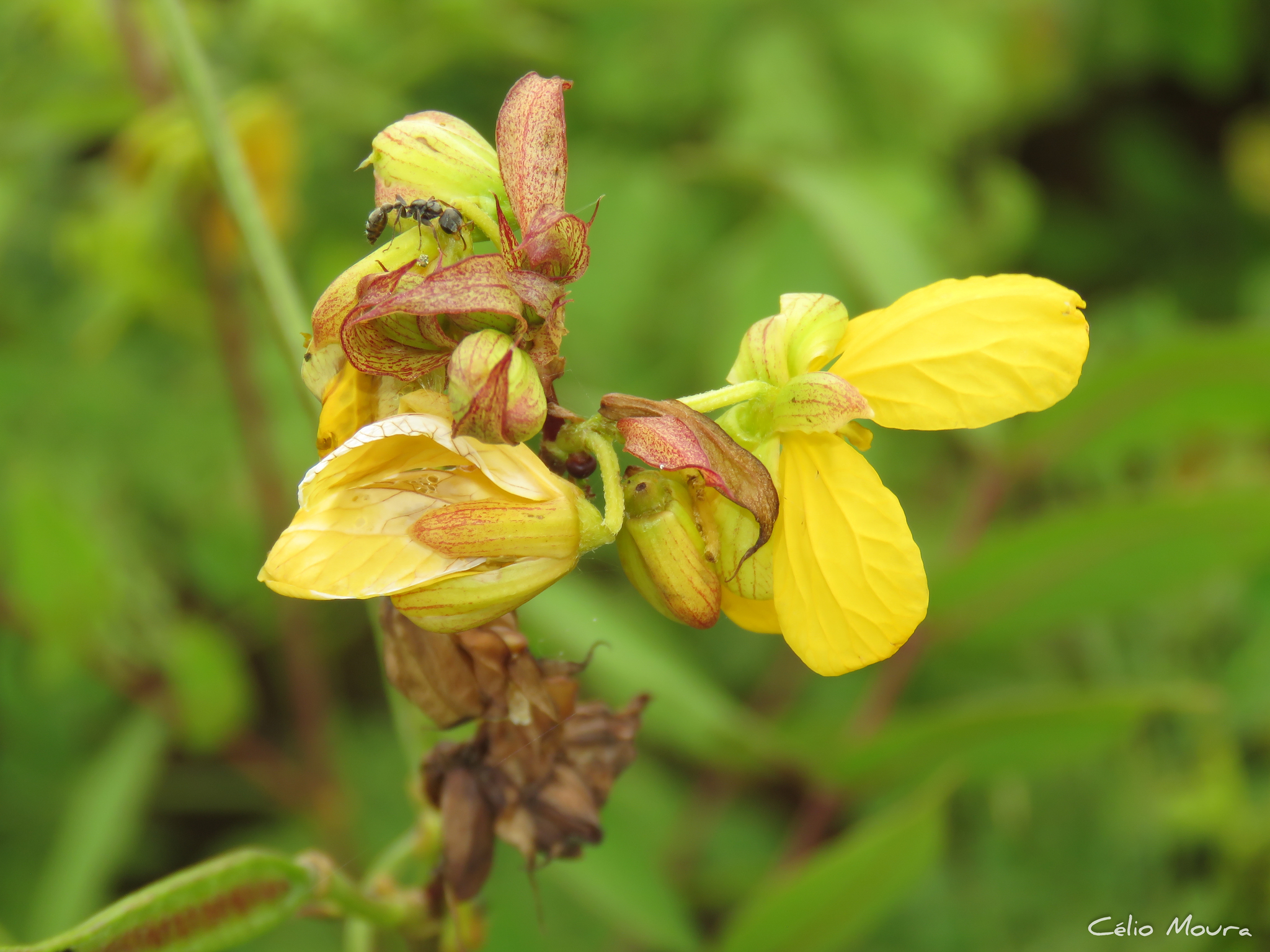 Senna occidentalis (L.) Link