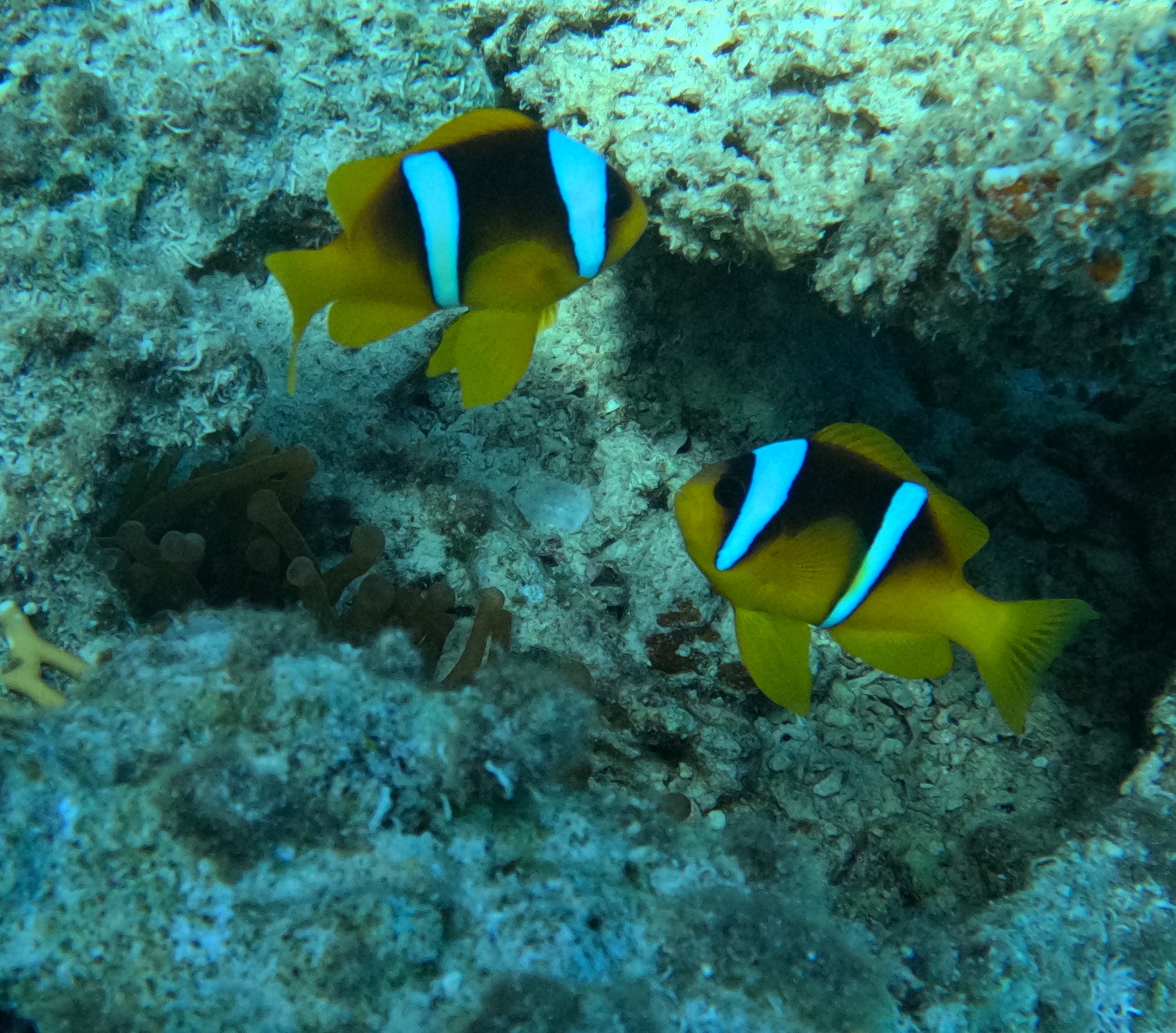 Amphiprion bicinctus Rüppell, 1830