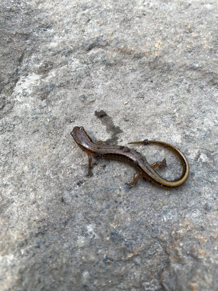 Northern Two-lined Salamander from Montville, NJ, US on April 14, 2023 ...