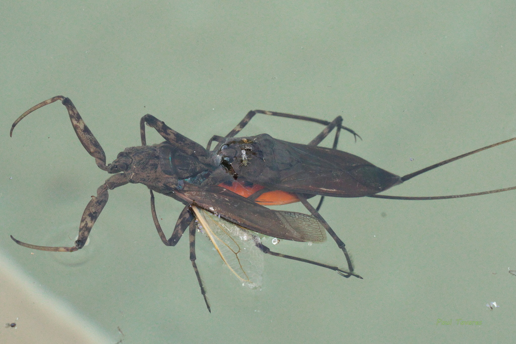 Laccotrephes from Kia Lodge, Kilimanjaro, Tanzania on March 29, 2023 at ...