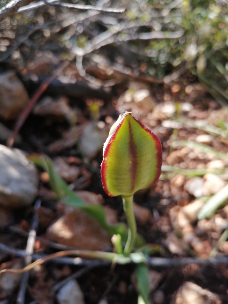 Eyed Tulip from Denya/Liberia B, Haifa, Израиль on April 14, 2023 at 04 ...