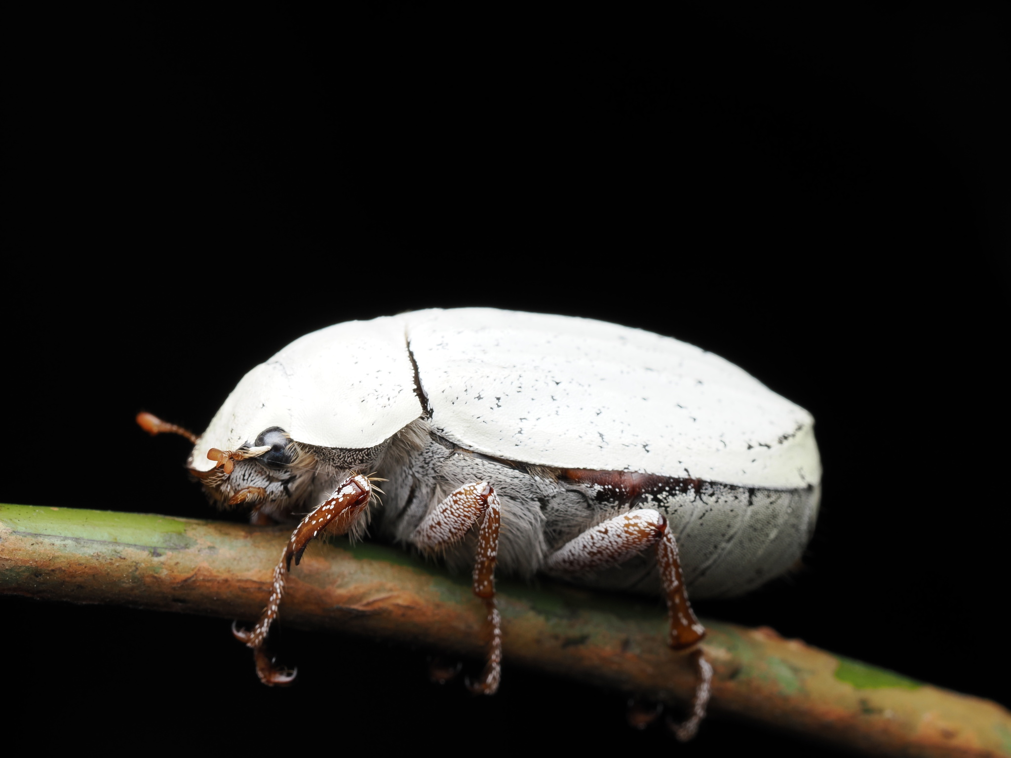 Cyphochilus apicalis Waterhouse, 1867