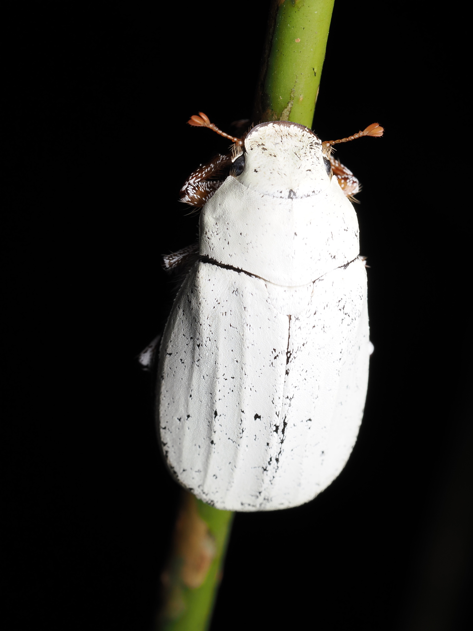 Cyphochilus apicalis Waterhouse, 1867