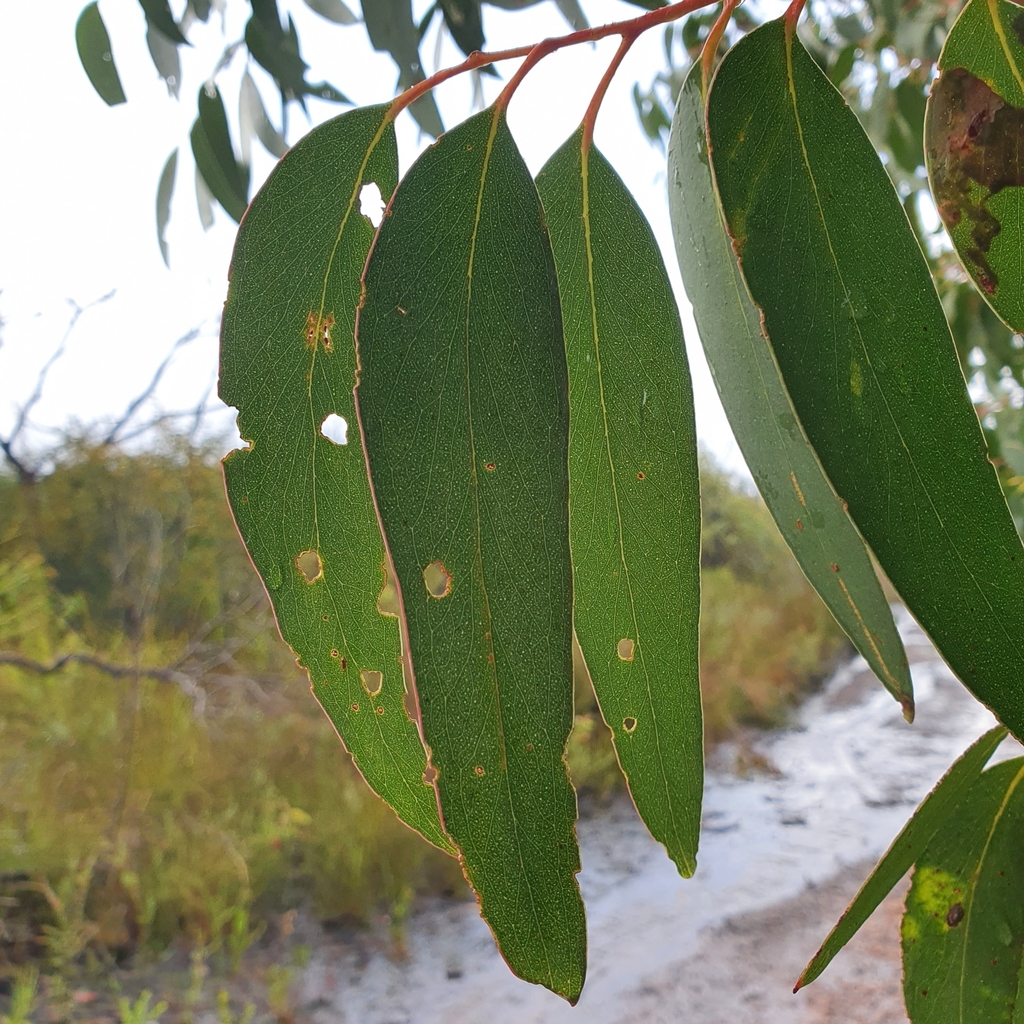 Silvertop Ash from Beecroft Peninsula NSW 2540, Australia on April 14 ...