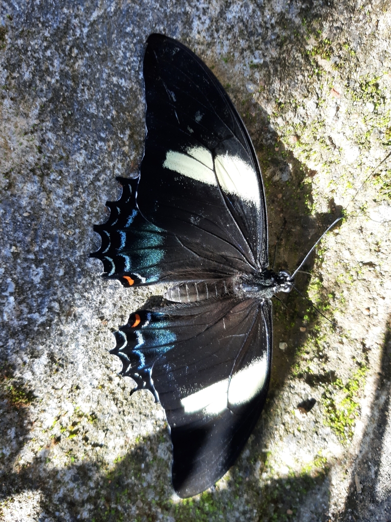 Heraclides androgeus laodocus from Independência, Petrópolis - RJ ...