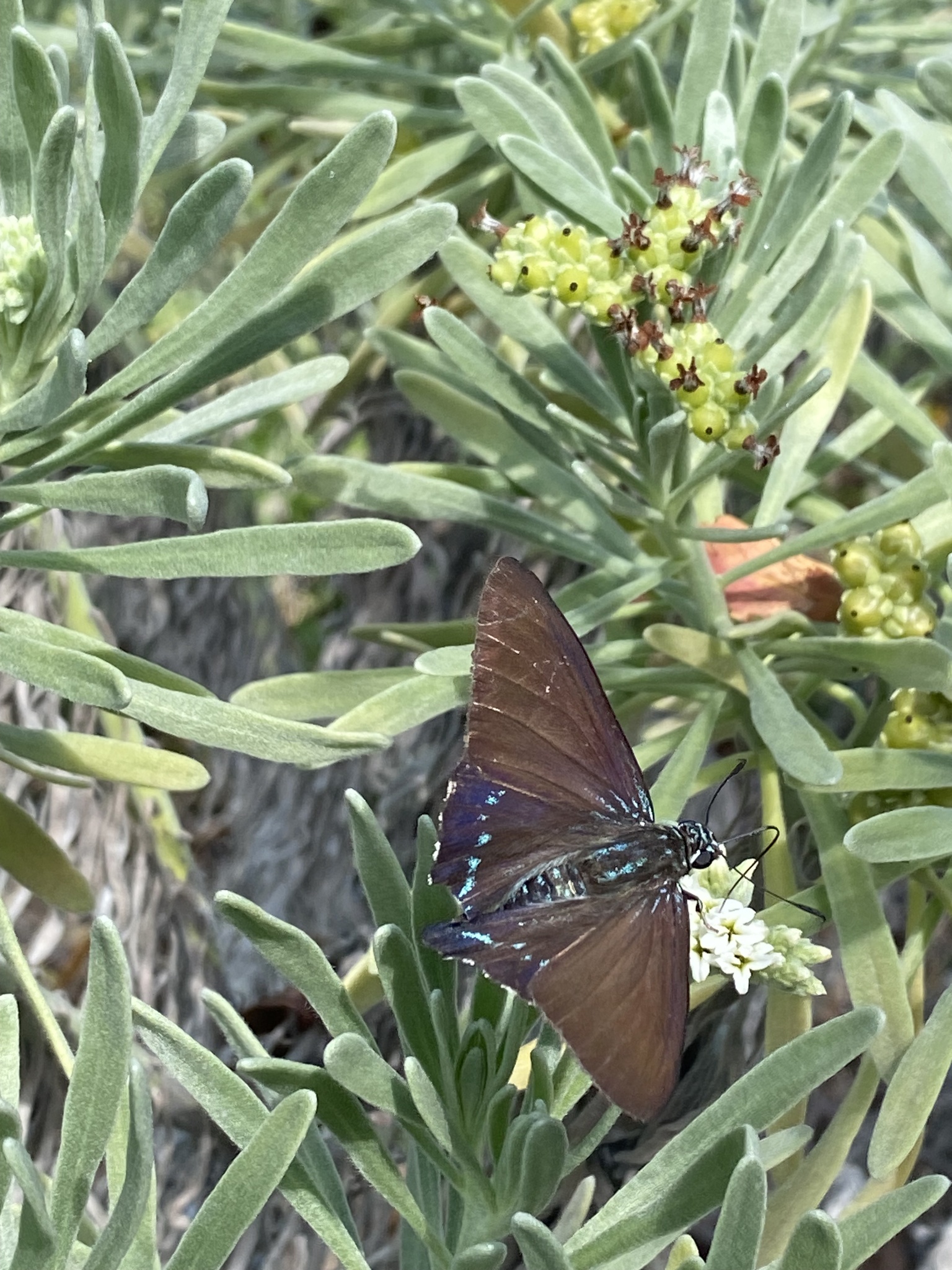 Phocides pigmalion (Cramer, 1779)