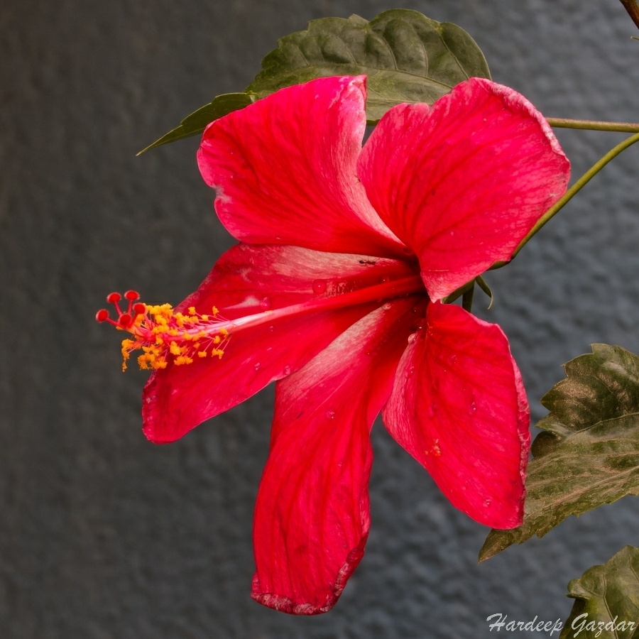 Chinese hibiscus from Mumbai on May 12, 2022 at 03:16 PM by Hardeep ...