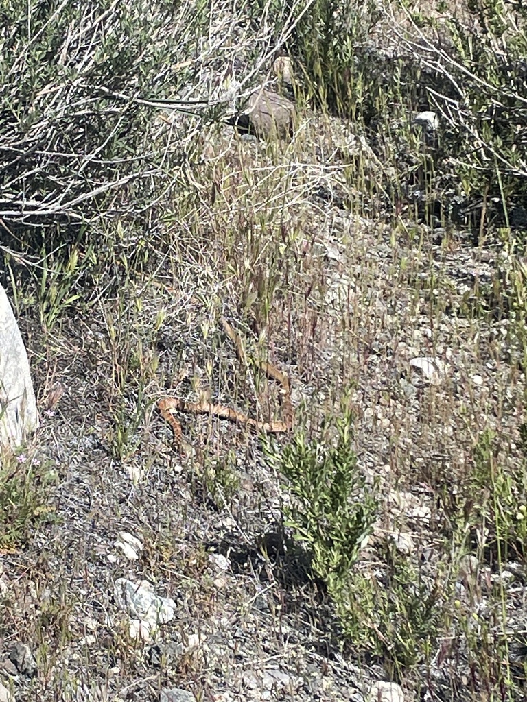 Red Coachwhip from Riverside County, US-CA, US on April 14, 2023 at 10: ...