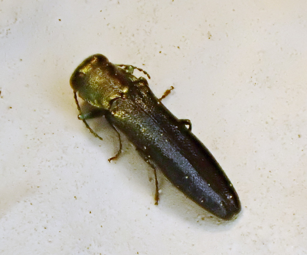 Agrilus from Chesterfield County, VA, USA on April 13, 2023 at 09:25 PM ...