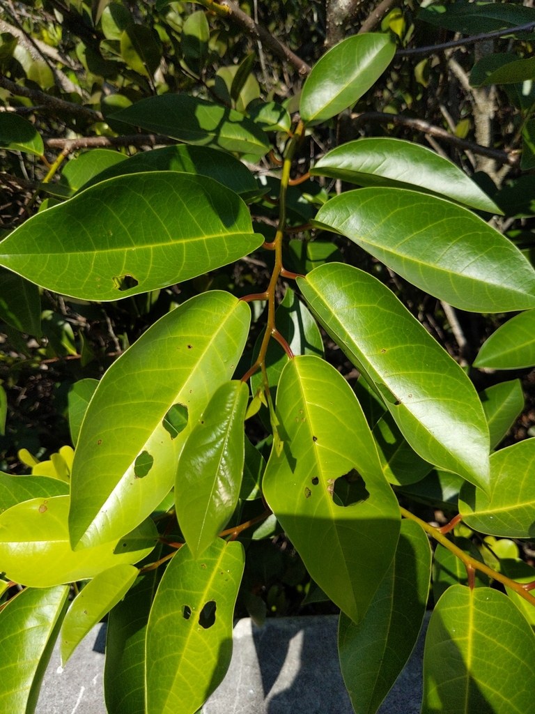 Pond Apple from Miami-Dade County, FL, USA on April 14, 2023 at 03:51 ...