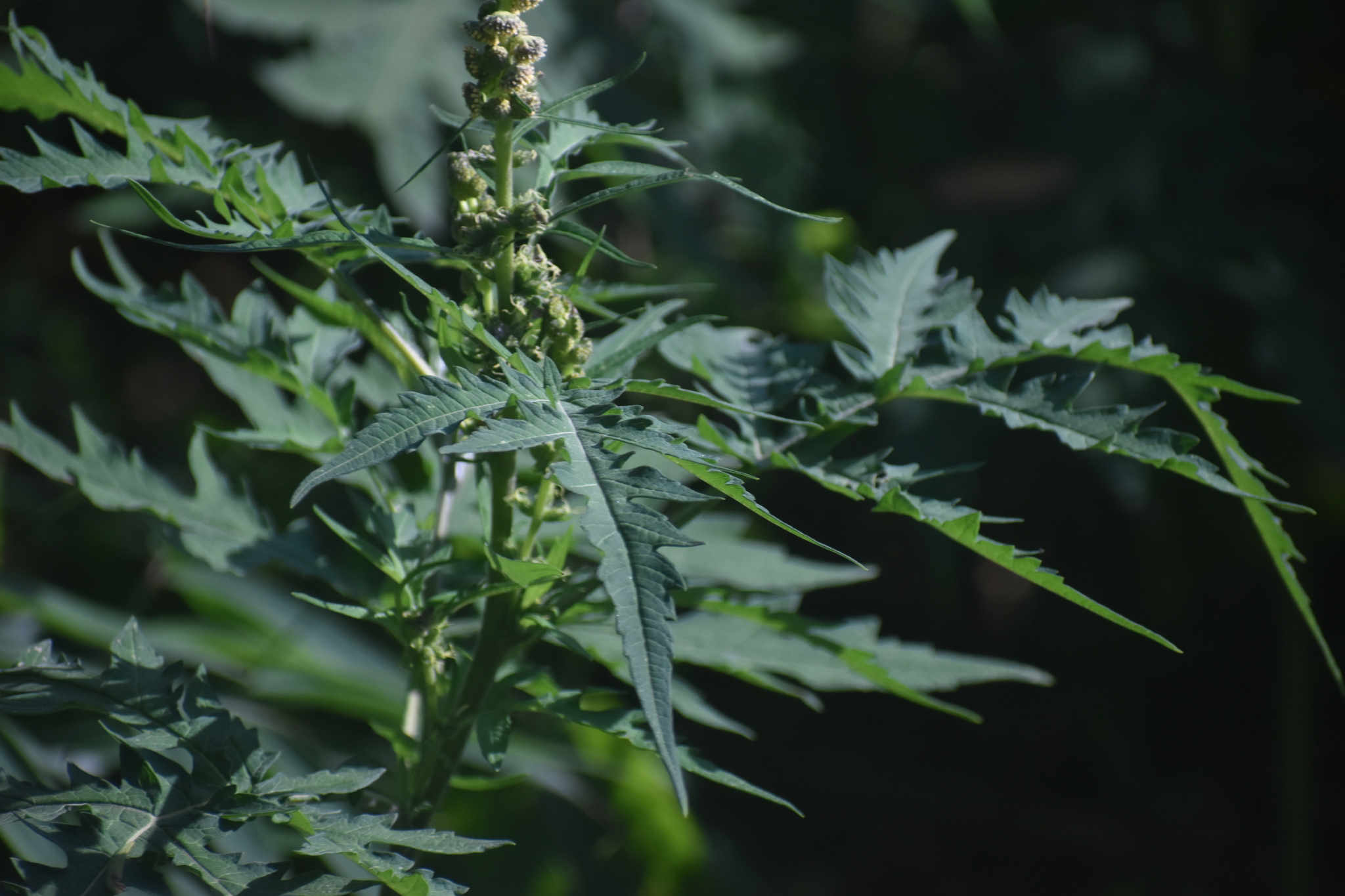 Ambrosia arborescens Mill.