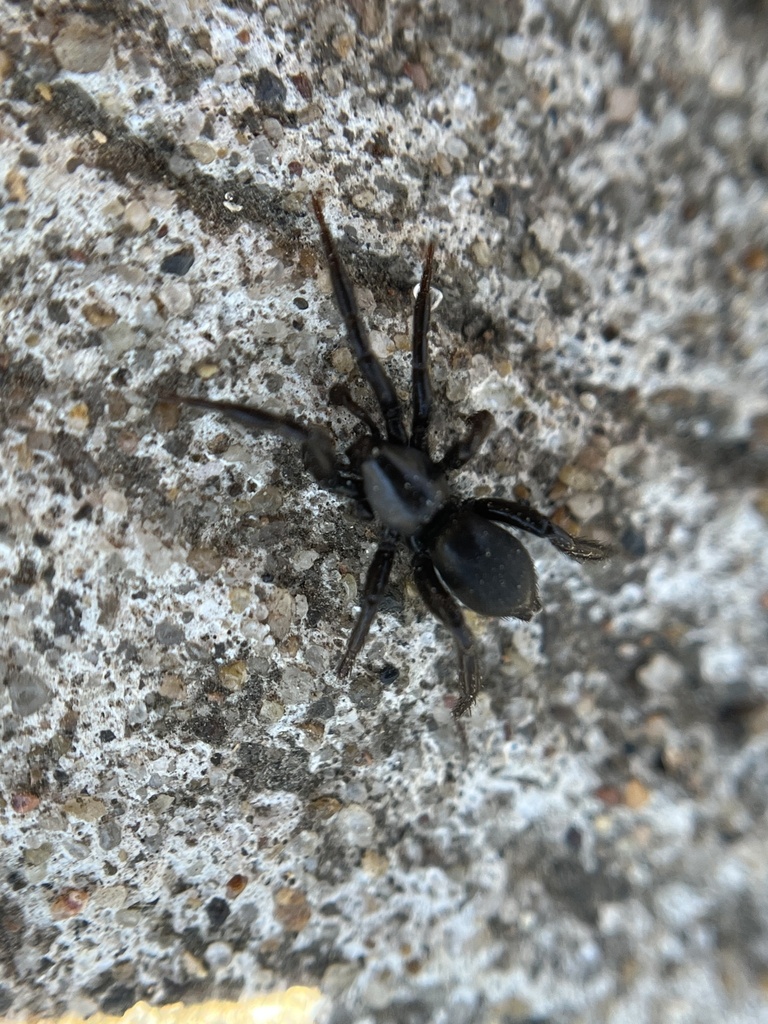 Ground Spiders from Commerce Dr, Jefferson City, MO, US on April 13 ...