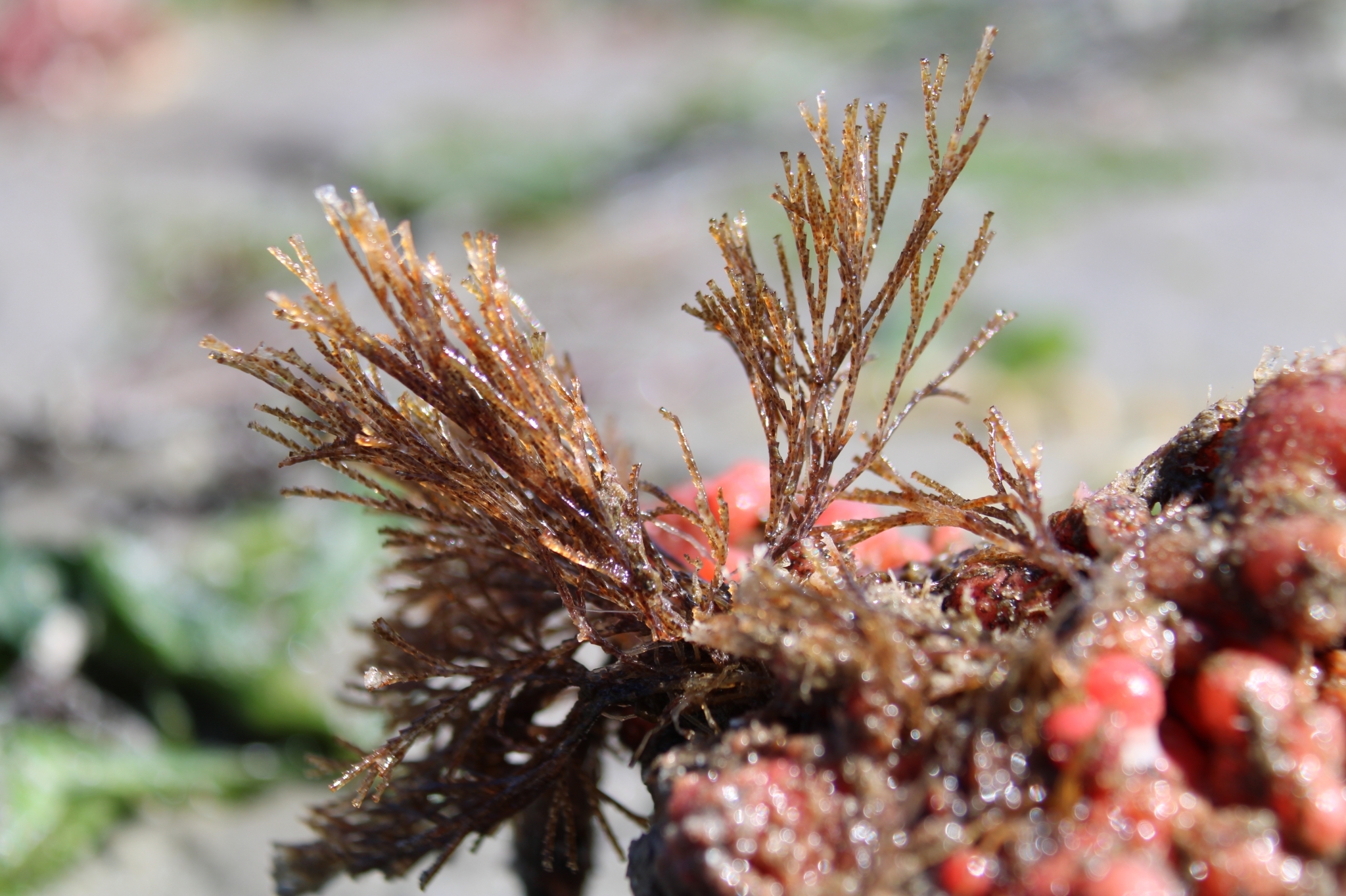 Bugula neritina (Linnaeus, 1758)