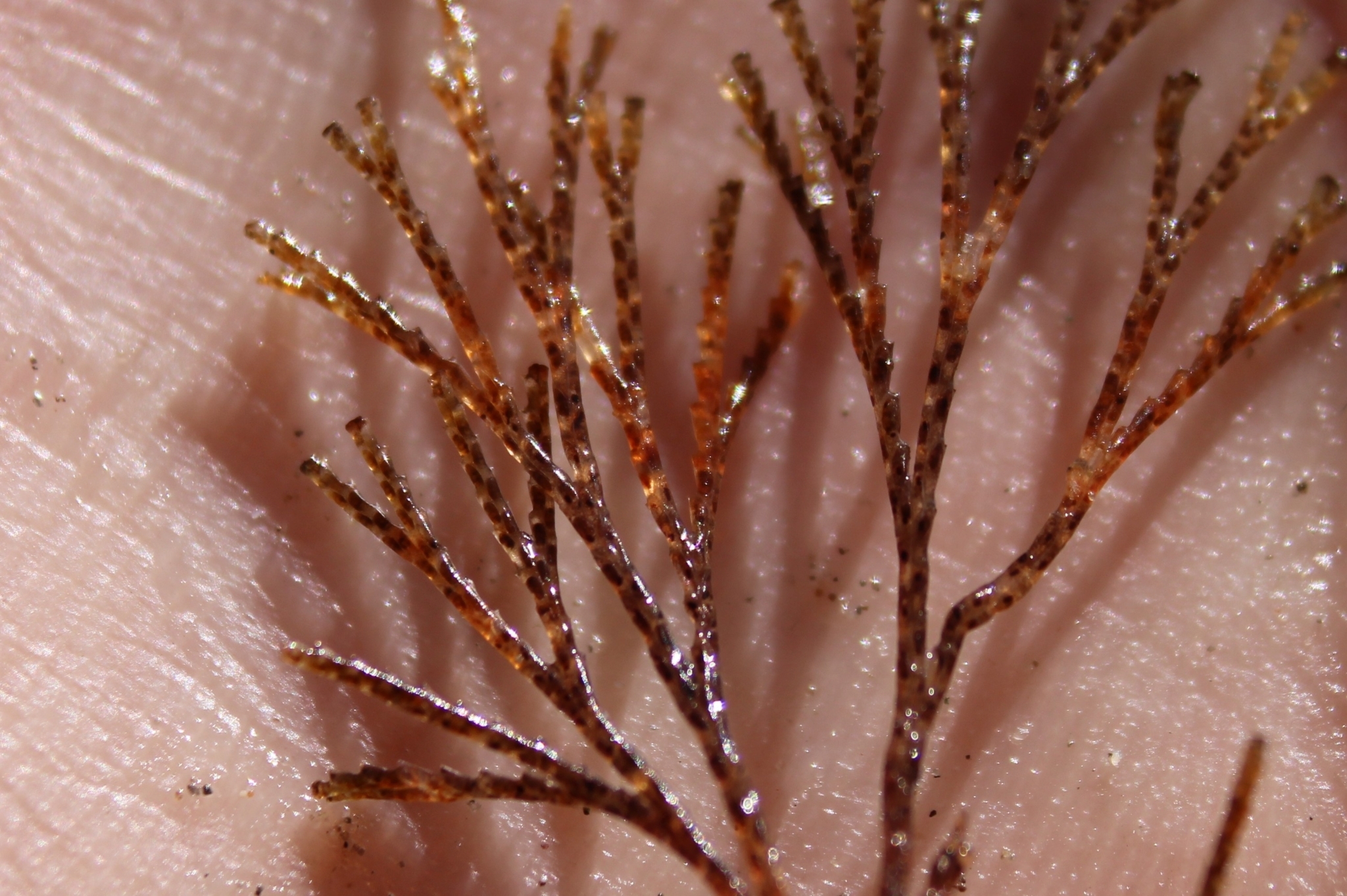 Bugula neritina (Linnaeus, 1758)