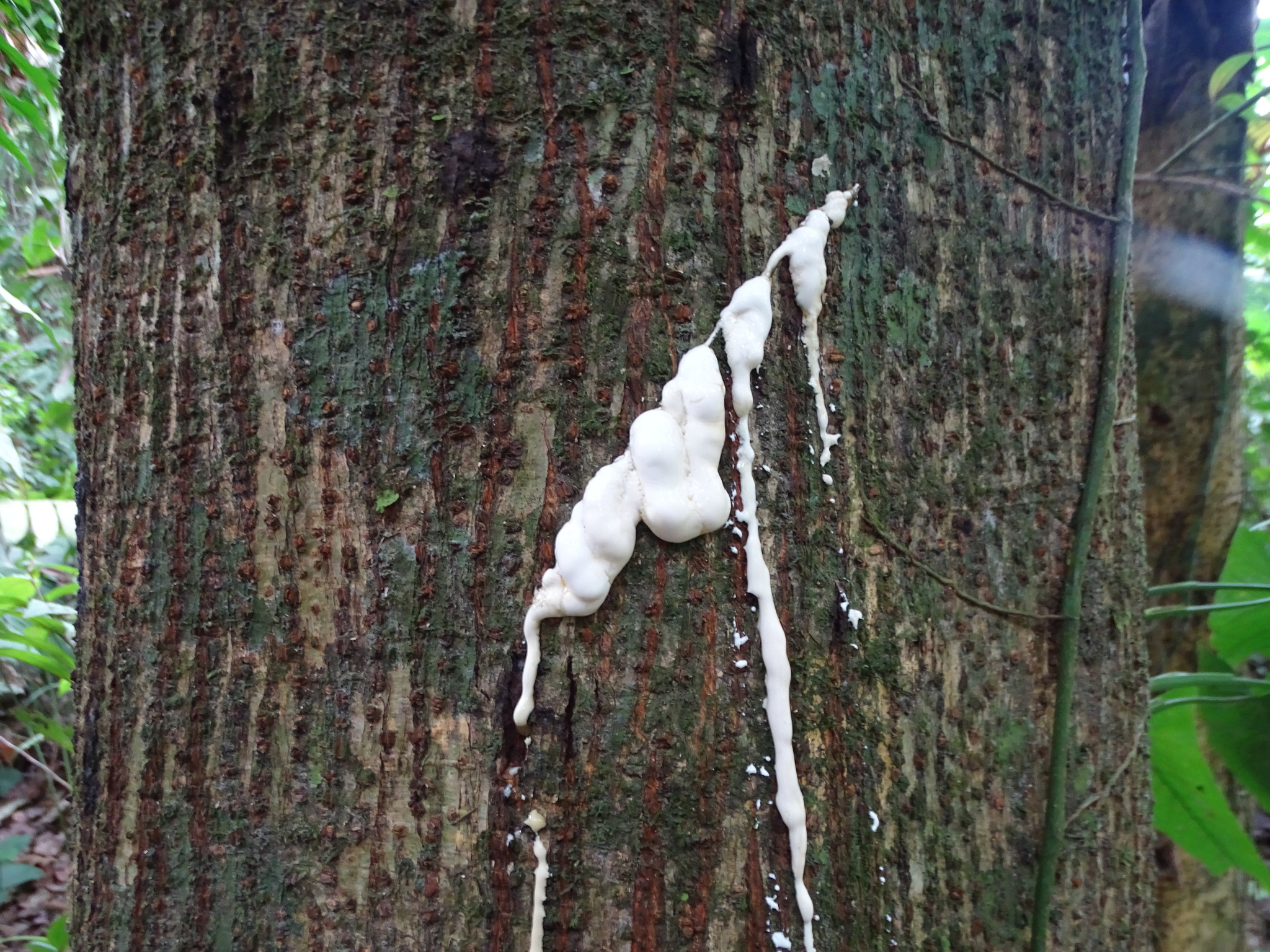 Castilla elastica Cerv.
