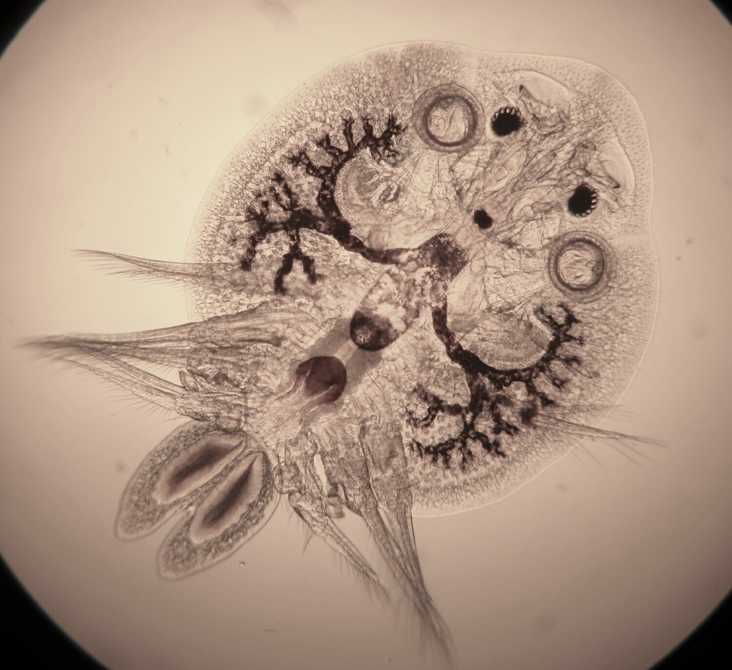 Argulus japonicus Thiele, 1900