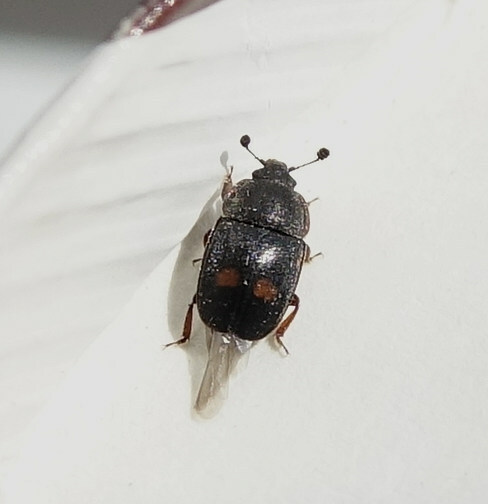 Nitidula bipunctata (Linnaeus, 1758)