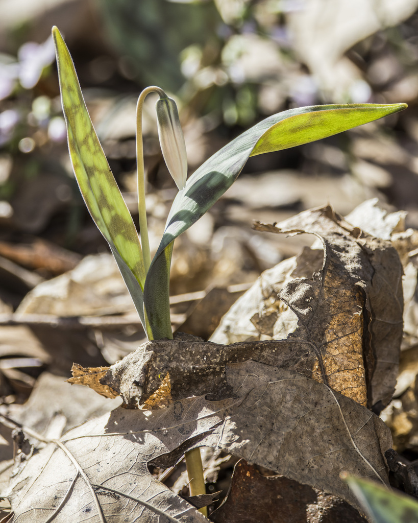 white fawnlily from Bolingbrook, IL, USA on April 12, 2023 at 02:53 PM ...