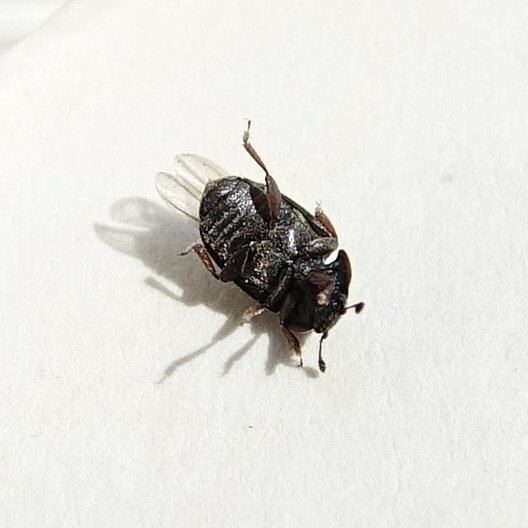 Nitidula bipunctata (Linnaeus, 1758)