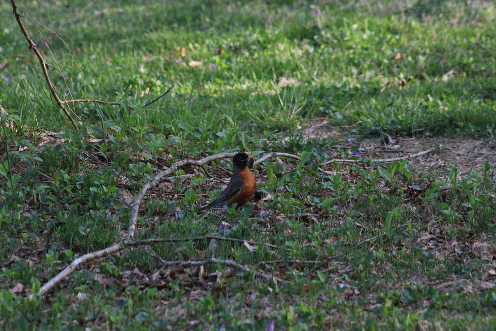 American Robin from Druid Hill Park, Baltimore, MD, USA on April 14 ...