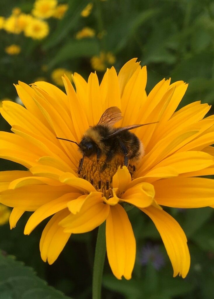Western Bumble Bee from Douglasdale, Calgary, AB T2Z, Canada on July 28 ...